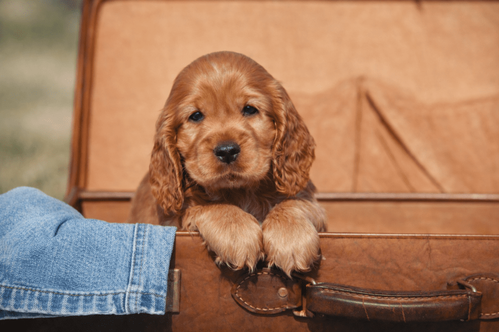 Checklist avant d’adopter un Cocker : tout vérifier avant de vous ...